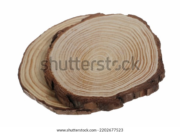 Cross Section Tree Trunks Stumps Isolated Stock Photo 2202677523 ...