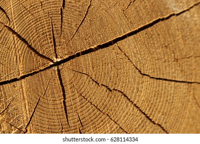 Cross Section Trunk Stock Photo 628114334 | Shutterstock