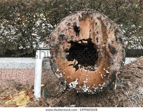 Cross Section View Rotten Tree Trunk Stock Photo 1499605658 | Shutterstock