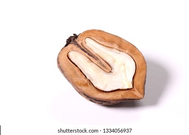 Cross Section Walnut Stock Photo 1334056937 | Shutterstock