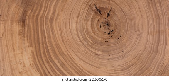 Walnut Log Cross Section