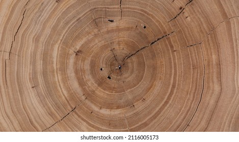 1,914 Walnut tree rings Images, Stock Photos & Vectors | Shutterstock