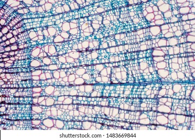 Cross Section Xylem Type Tissue Vascular Stock Photo (Edit Now) 1483669844