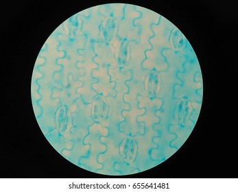 Cross Sections Leaf Epidermis Under Microscope Foto Stok 655641481 ...
