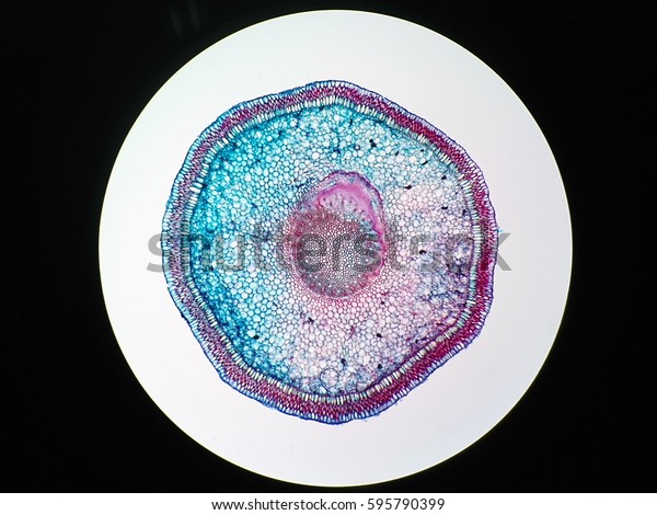 Cross Sections Plant Root Under Microscope Stock Photo 595790399 ...