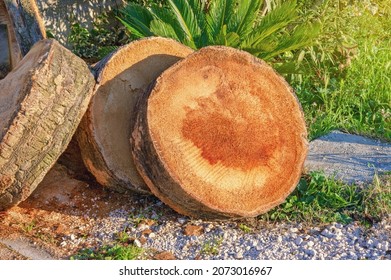 11,986 Palm section Images, Stock Photos & Vectors | Shutterstock