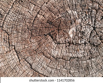 Crosscut Surface Tree Stock Photo 1141702856 | Shutterstock