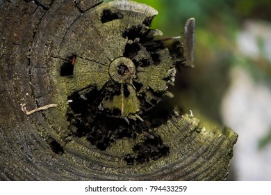 Crosssection Mossy Decayed Tree Trunk Visible Stock Photo 794433259 ...