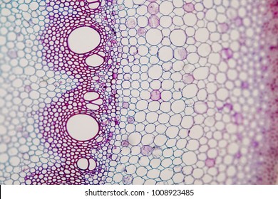 Crosssection Plant Stem Under Microscope Classroom Stock Photo ...