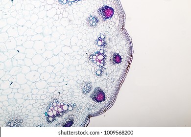 Alfalfa Medicago Hay Stempartial Cross Section Foto Stok 17687227 ...