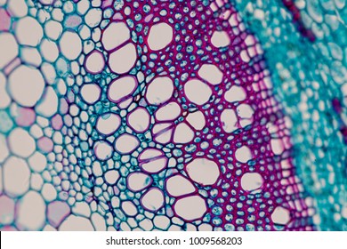 Crosssection Plant Stem Under Microscope Classroom Stock Photo ...