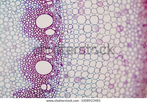 Crosssection Plant Stem Under Microscope Classroom Stock Photo ...