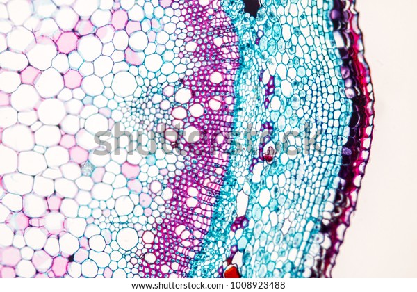 Crosssection Plant Stem Under Microscope Classroom Stock Photo ...