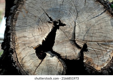 2,720 Cross Section Of Tree Branch Images, Stock Photos & Vectors ...