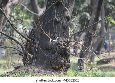 Crouching Position Tree Stock Photo 445332523 | Shutterstock