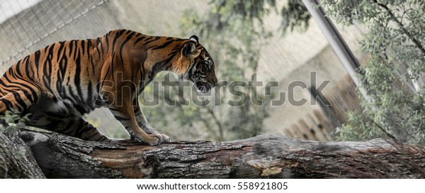 Crouching Tiger Stock Photo (Edit Now) 558921805
