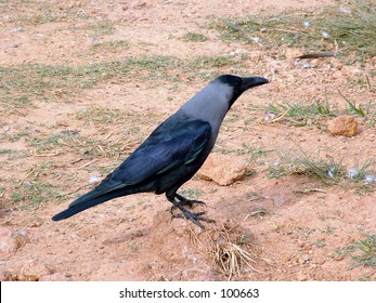 3,964 Crow indian Images, Stock Photos & Vectors | Shutterstock