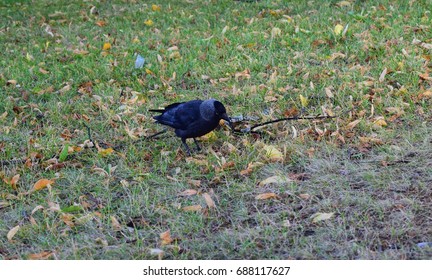 85 Norwegian crow Images, Stock Photos & Vectors | Shutterstock