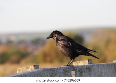 1 Weymouth Rspb Images, Stock Photos & Vectors | Shutterstock
