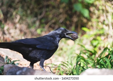 由 Sonicpig_Studio 投稿的库存照片和图片组合 | Shutterstock