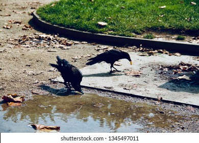 1,607 Crow Drinking Images, Stock Photos & Vectors | Shutterstock