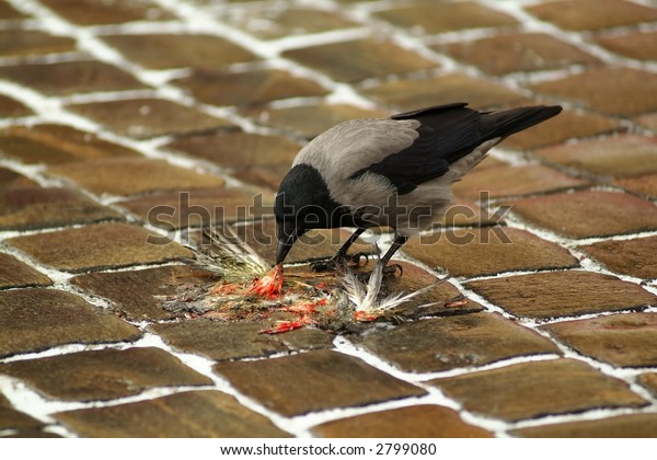 Crow Eating Roadkill Stock Photo (Edit Now) 2799080