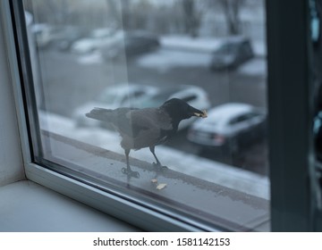 400 Rainy crow Images, Stock Photos & Vectors | Shutterstock