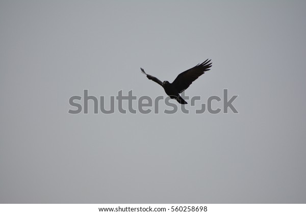 Crow Flying Stock Photo (Edit Now) 560258698
