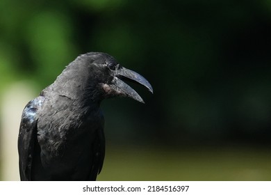 2,568 Crow with a crown Images, Stock Photos & Vectors | Shutterstock
