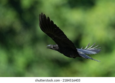 2,568 Crow with a crown Images, Stock Photos & Vectors | Shutterstock