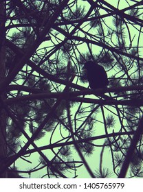 293 Crow looking down Images, Stock Photos & Vectors | Shutterstock