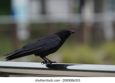 400 Rainy crow Images, Stock Photos & Vectors | Shutterstock
