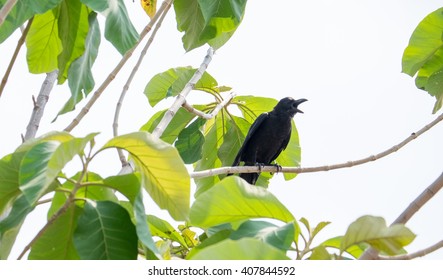 Crow On Tree Stock Photo 407844592 | Shutterstock