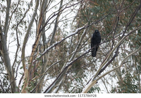 Crow Sitting Tree While Snowing Australian Stock Photo 1173786928 ...