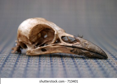 Crow Skull On Blue Velvet Stock Photo (Edit Now) 713425