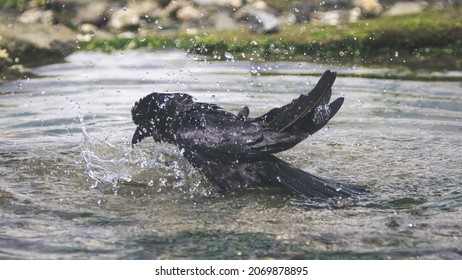 2,132 Bathing puddle Images, Stock Photos & Vectors | Shutterstock