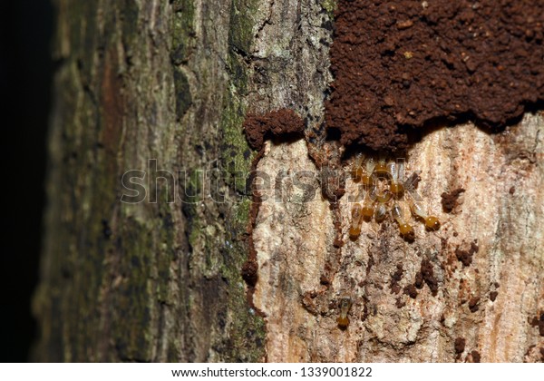 Crowd Termite Big Tree Stock Photo 1339001822 | Shutterstock