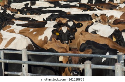 12,936 Many cows Images, Stock Photos & Vectors | Shutterstock