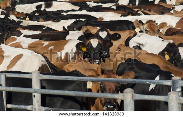 Crowded Cows Stock Photo (Edit Now) 141328963