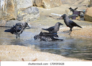 Crows Bathing Drinking Water Stock Photo 1709393428 | Shutterstock