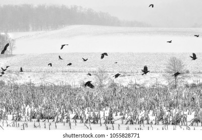 Crows Cornfield Winter Stock Photo 1055828771 | Shutterstock