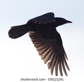 Crows Flying Sky Stock Photo 530121241 | Shutterstock
