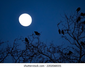 6,915 Crow and moon Images, Stock Photos & Vectors | Shutterstock