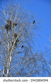 Crows Make Nests Trees Spring Mating Stock Photo 1941804394 | Shutterstock