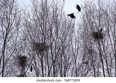 Crows Nests Spring Stock Photo 768771859 | Shutterstock