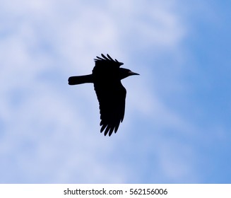 Crows On Background Sky Clouds Stock Photo 562156006 | Shutterstock