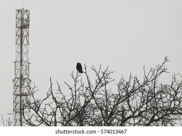 93 Radio antenna. crows Images, Stock Photos & Vectors | Shutterstock