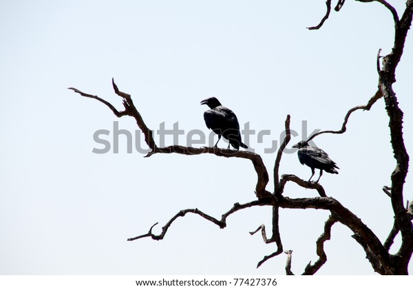 Crows On Dead Tree Stock Photo 77427376 | Shutterstock