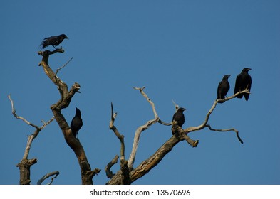 Crows Wait Carrion Dead Tree Stock Photo 13570696 | Shutterstock