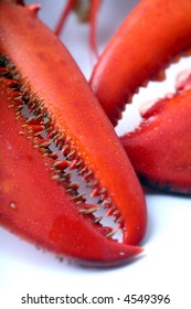 32 Lobster crusher claw Images, Stock Photos & Vectors | Shutterstock